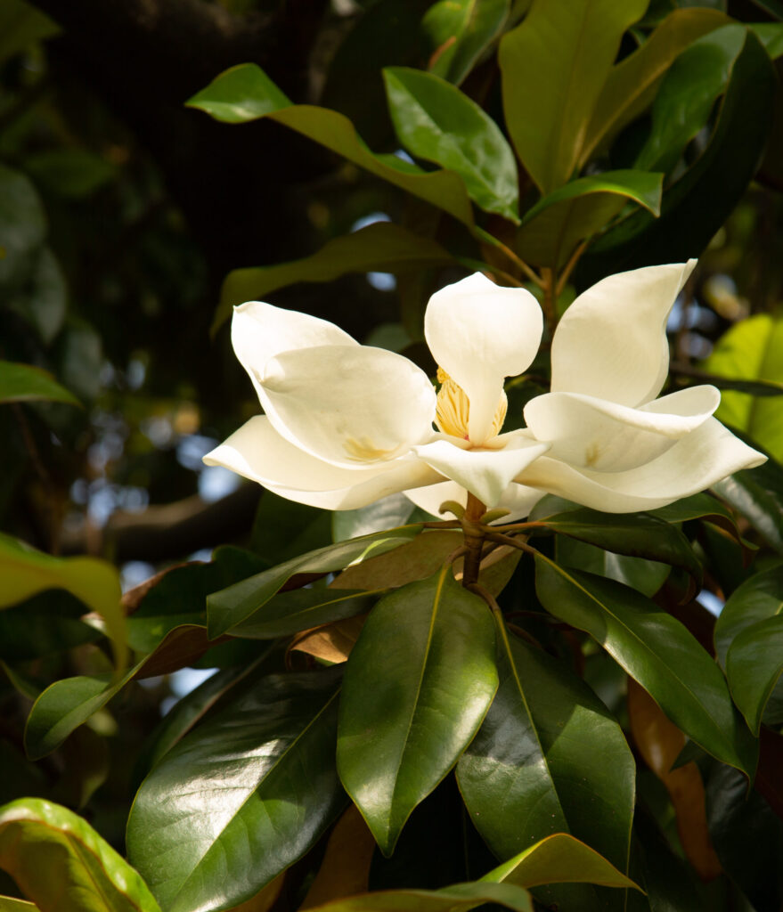 The Magnolia - Summer 2024 | O'Neal Steel